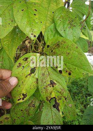 Indian Three-leaved Yam (Dioscorea hispida) Plantae Stock Photo - Alamy