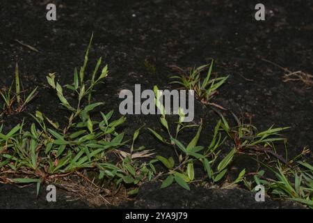 (Zornia gibbosa) Plantae Stock Photo - Alamy