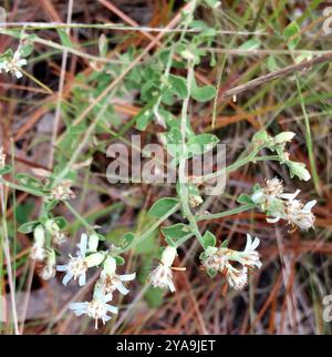 Dixie aster (Sericocarpus tortifolius) Plantae Stock Photo - Alamy