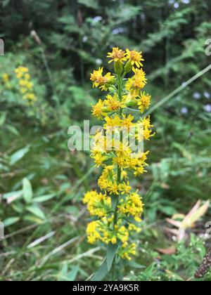 Hairy Goldenrod (Solidago hispida) Plantae Stock Photo - Alamy