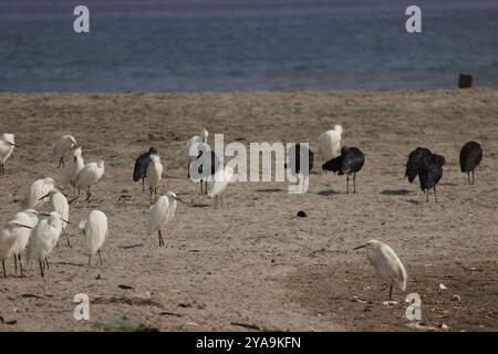 Puna Ibis (Plegadis ridgwayi) Aves Stock Photo - Alamy