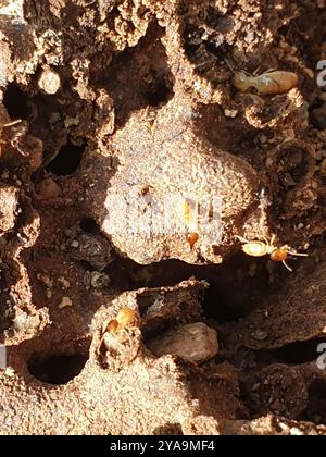 Conehead Termites (Nasutitermes) Insecta Stock Photo - Alamy