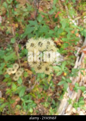 rough hawkweed (Hieracium scabrum) Plantae Stock Photo - Alamy