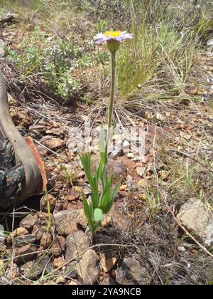 (Afroaster serrulatus) Plantae Stock Photo - Alamy