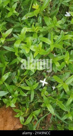 buttonweed (Diodia virginiana) Plantae Stock Photo - Alamy