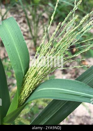 Fall Panic Grass (Panicum dichotomiflorum dichotomiflorum) Plantae ...