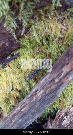 Inch Ant (Myrmecia pyriformis), Insecta, 62 Railway Parade, Wentworth ...