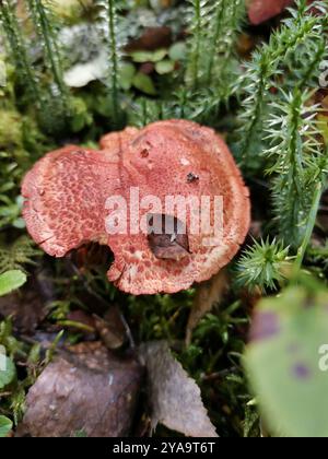 dappled webcap (Cortinarius bolaris) Fungi Stock Photo - Alamy
