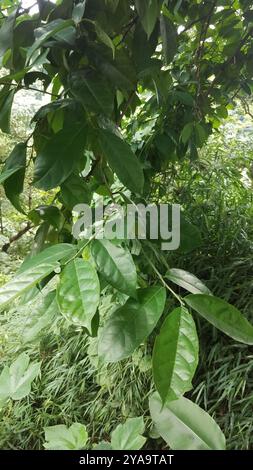 (Trophis racemosa) Plantae Stock Photo - Alamy