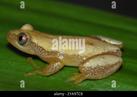 Short-legged Spiny Reed Frog (Afrixalus brachycnemis) Amphibia Stock ...
