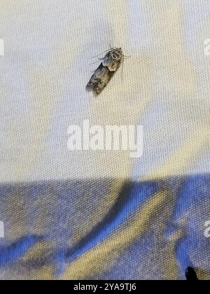 Acorn Moth (Blastobasis glandulella) Insecta Stock Photo - Alamy