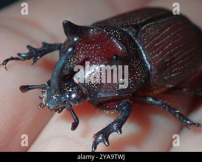 (Coelosis bicornis) Insecta Stock Photo - Alamy