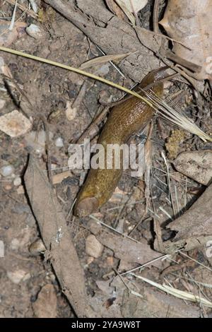 Earshell Slug (Testacella haliotidea) Mollusca Stock Photo - Alamy