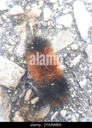 Isabella Tiger Moth (Pyrrharctia isabella) Insecta Stock Photo - Alamy