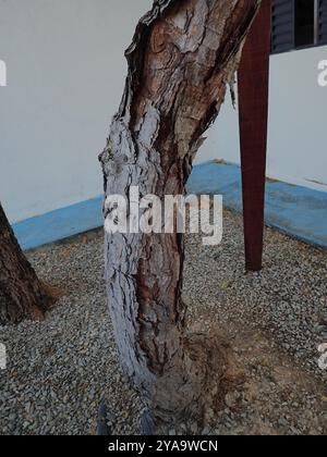 Sandpaper tree (Curatella americana) Plantae Stock Photo - Alamy