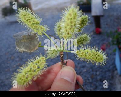 (Terminalia argentea) Plantae Stock Photo - Alamy