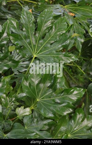 Japanese aralia (Fatsia japonica) Plantae Stock Photo - Alamy