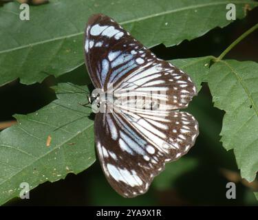 Northern Wallacean (Zethera pimplea) Insecta Stock Photo - Alamy