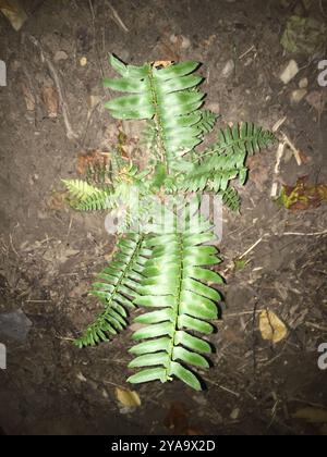Christmas fern (Polystichum acrostichoides), Plantae, Dutchess County ...