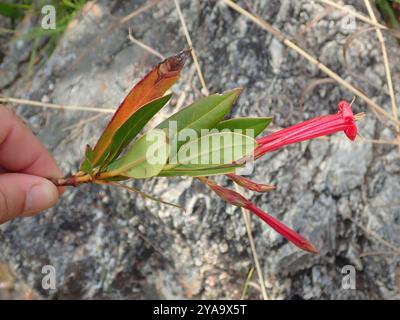 (Augusta longifolia) Plantae Stock Photo - Alamy