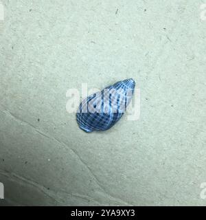 (Tritia nitida) Mollusca Stock Photo - Alamy