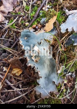 many-fruited pelt lichen (Peltigera polydactylon) Fungi Stock Photo - Alamy