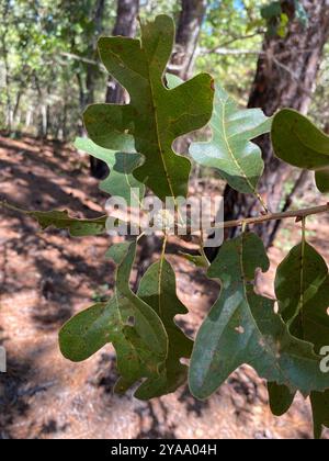 sand post oak (Quercus margaretiae Stock Photo - Alamy