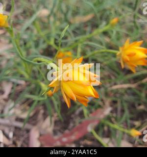 sticky everlasting (Xerochrysum viscosum) Plantae Stock Photo - Alamy