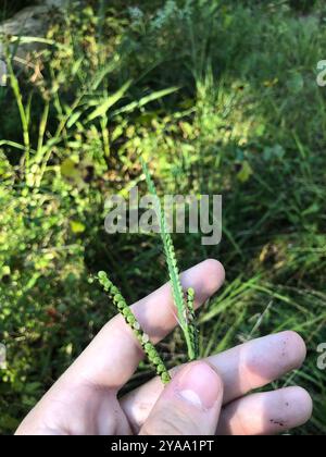 Field Paspalum (Paspalum laeve Stock Photo - Alamy