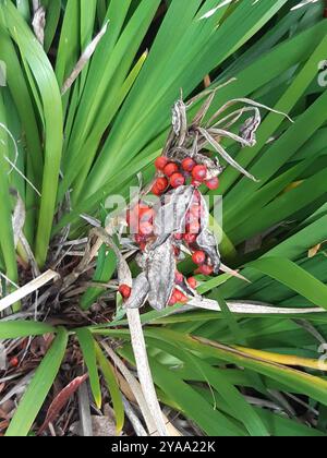 Stinking iris (Iris foetidissima) Plantae Stock Photo - Alamy