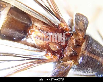 Ship-timber Beetles (Atractocerus) Insecta Stock Photo - Alamy