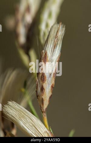 Southwestern Rabbitbrush (Lorandersonia pulchella) Plantae Stock Photo ...