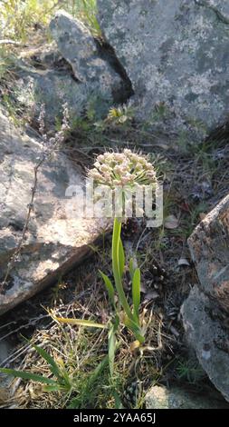 Siberian chives (Allium nutans) Plantae Stock Photo - Alamy