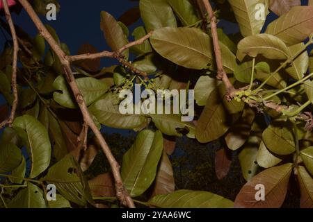 Ceylon Oak (Schleichera oleosa) Plantae Stock Photo - Alamy