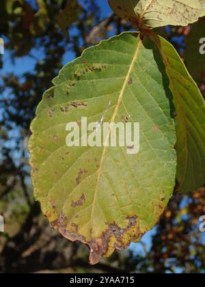 Pekea Nut (Caryocar brasiliense) Plantae Stock Photo - Alamy