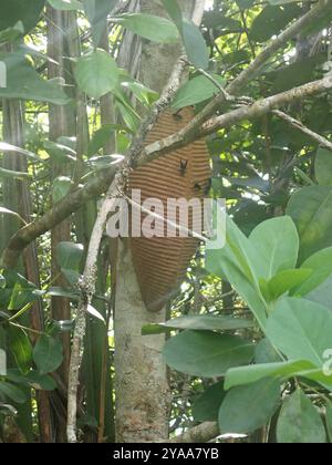 Warrior Wasps (Synoeca) Insecta Stock Photo - Alamy