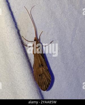 (Onocosmoecus unicolor) Insecta Stock Photo - Alamy