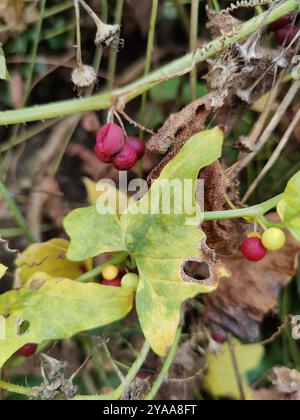 White Bryony (Bryonia cretica), Plantae, Manche, Basse-Normandie ...