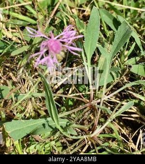 spotted knapweed (Centaurea stoebe), Plantae, Ефремовский р-н, Тульская ...