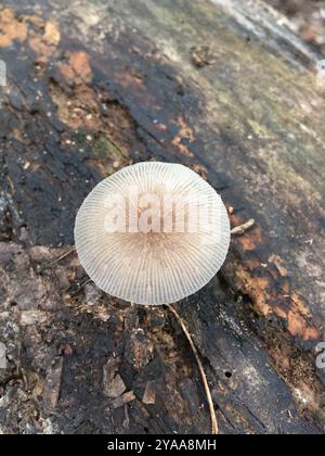 Pleated Pluteus (Pluteus longistriatus) Fungi Stock Photo - Alamy