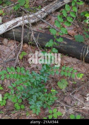 Chinese privet (Ligustrum sinense), Plantae, Greenhithe, North Auckland ...