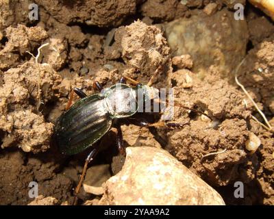 (Carabus auratus lotharingus) Insecta Stock Photo - Alamy