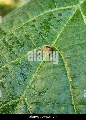 Gall and Rust Mites (Eriophyidae) Arachnida Stock Photo - Alamy