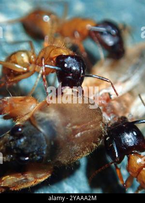 Tropical Carpenter Ant (Camponotus atriceps Stock Photo - Alamy