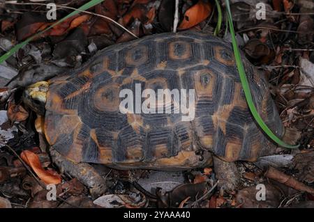 Eastern Hinged-Back Tortoise (Kinixys zombensis) Reptilia Stock Photo ...