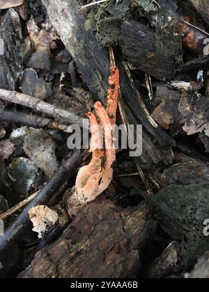 stinky squid (Pseudocolus fusiformis) Fungi Stock Photo - Alamy