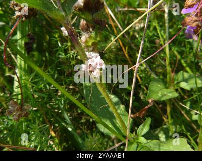 Clover Dodder (Cuscuta epithymum), Plantae, Pembrukas, Malta Stock ...