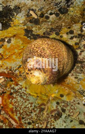 Lined Top Shell (Phorcus lineatus) Mollusca Stock Photo - Alamy