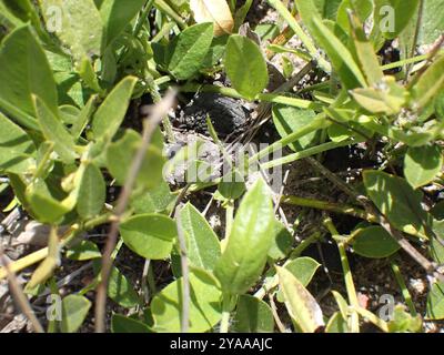 Wispy Fountainbush (Psoralea plauta) Plantae Stock Photo - Alamy