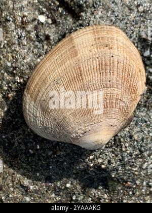 Venus Clams (Veneridae) Mollusca Stock Photo - Alamy